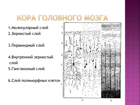 Органы нервной системы Головной мозг презентация онлайн