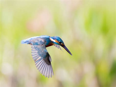 壁紙 カワセミ飛行 翼 鳥のクローズアップ 2880x1800 無料のデスクトップの背景 画像