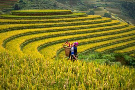 1200 Mu Cang Chai Yenbai Vietnam Fotografías De Stock Fotos E