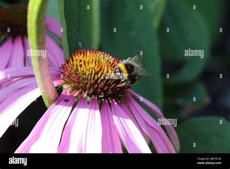 Bee On Coneflower Also Known As Echinacea Is A Popular Perennial