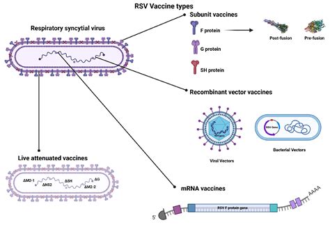 Immune Responses To Respiratory Syncytial Virus Vaccines Advances And Challenges