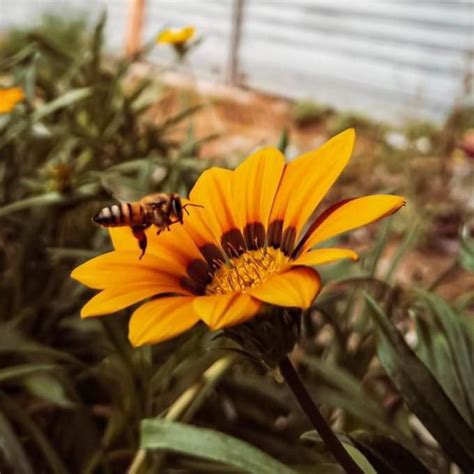 Hadeel Moalla It Engineer It Xing