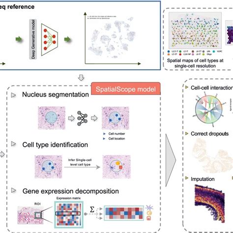 spatialscope enables the integration of multiple slices and download scientific diagram