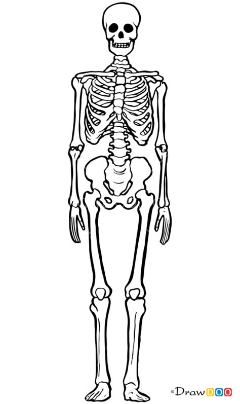 How To Draw Human Bones Skeletons