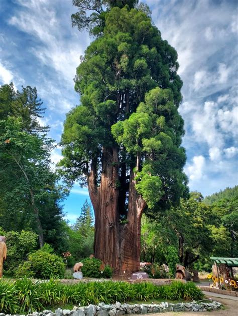 The Grandfather Tree 🌲 In 2025 Trees To Plant Weird Trees Specimen Trees