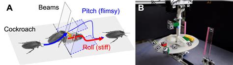 Discoid Cockroach And Robophysical Model Traverse Grass Like Beam Download Scientific Diagram