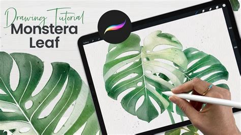 How To Draw Watercolor Monstera Albo Leaf Updated • Procreate Tutorial • Easy Ipad Art