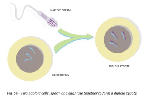 Sexual Reproduction And Meiosis Flashcards Quizlet