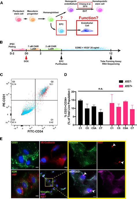 Endothelial Cell Differentiation Of Ds Ipscs A Diagram Showing The Download Scientific
