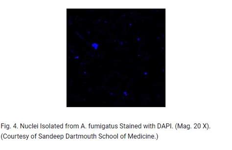 Yn 058 Minute™ 酵母 真菌细胞核和细胞质蛋白提取试剂盒 Yn 058 英文特生物技术 北京 有限公司 Inventbiotech