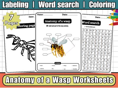Anatomy Of A Wasp Labeling Diagram Worksheetsword Searchcoloring