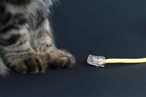 Premium Photo Internet Or Telephone Line Cables And Crimper Concept Of Network Troubleshoot