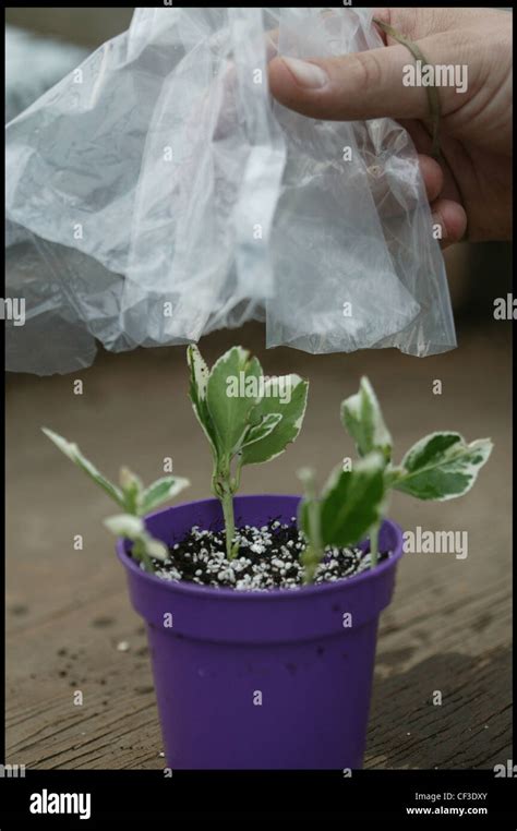 Step By Step Planting The Semi Ripe Cutting From Euonymus Silver Queen In Compost And Covering