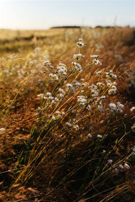건초지 경치 경치가 좋은 고요한 고요함 골든 아워 광야 꽃 농업 농촌 풍경 농촌의 들판 목가적인 벨라루스 부드러운 빛 빈터 생태계 시골 식물