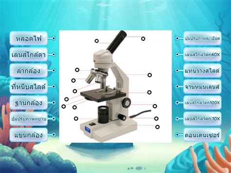 ส่วนประกอบของกล้อง จุลทรรศน์ Labelled Diagram