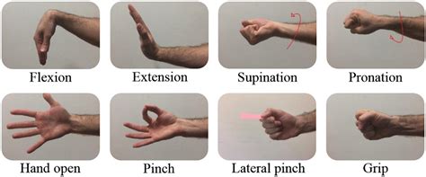 Frontiers Transfer Learning In Hand Movement Intention Detection