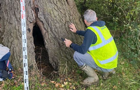 Tree Surveys In Essex Ensure Health And Safety Compliance