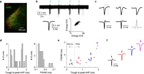 Quantifying Spike Waveforms Of The Units A Chr2 Expression In A Download Scientific Diagram