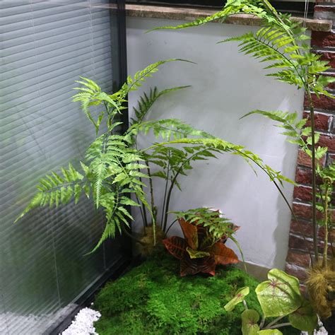 蕨类景观 观赏蕨类 第8页 大山谷图库