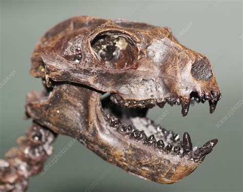 Adapid Fossil Skull Stock Image C028 6066 Science Photo Library