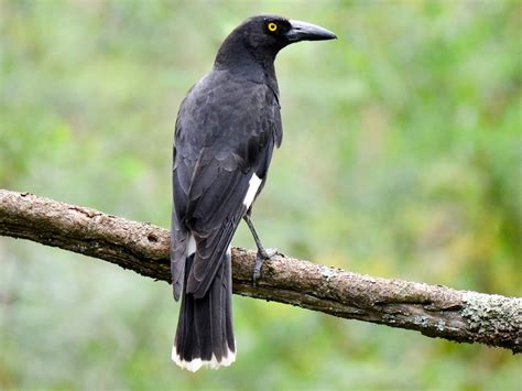Pied Currawong Ebird