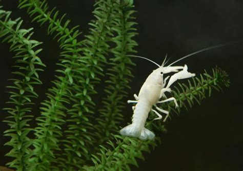 Dwarf Crayfish Care Guide A Complete Fact Sheet Breeding And Behavior