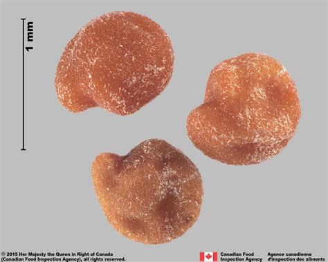 Cuscuta L Spp Idseed