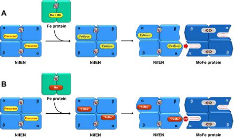 Figure 1 From Biosynthesis Of Nitrogenase Femoco Semantic Scholar