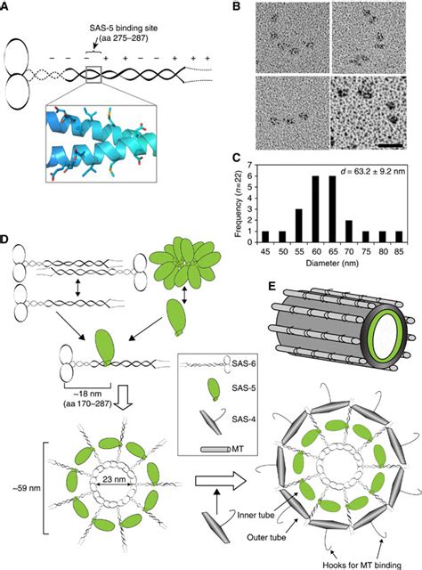 The Sas 5sas 6 Complex Forms Curved Structures Similar To The Central Download Scientific