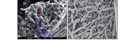 27 Fig 26 Microvascular Anatomy Of A Mucosal Fold At Nf Stage 64