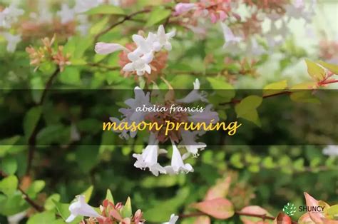 Expert Tips For Pruning Abelia Francis Mason A Step By Step Guide Shuncy
