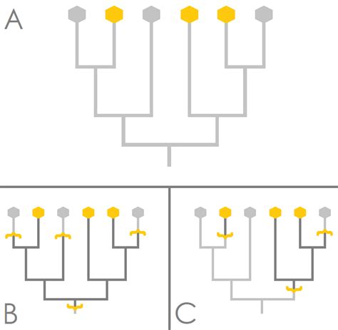 The Inability To Conclude Whether The Merophyletic Group A Is