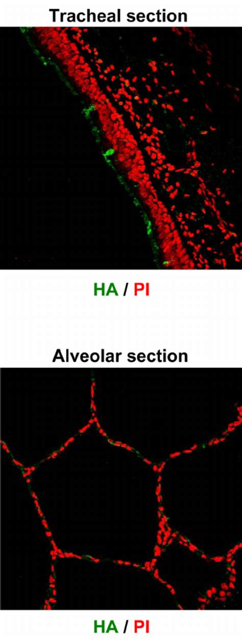 Human Tissue Binding Of Ca04 Ha Download Scientific Diagram