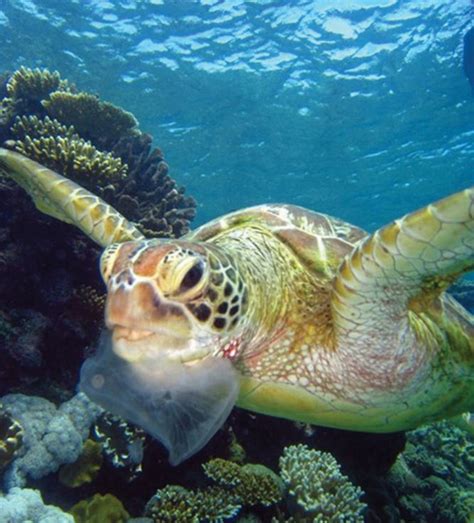 More Endangered Sea Turtles Ingesting Plastic Plastics News