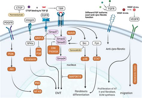 Frontiers Targeting Growth Factor And Cytokine Pathways To Treat