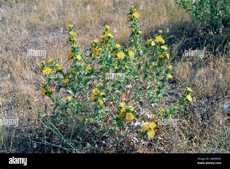 Spanish Oyster Thistle Scolymus Hispanicus Is An Edible Biennial Or