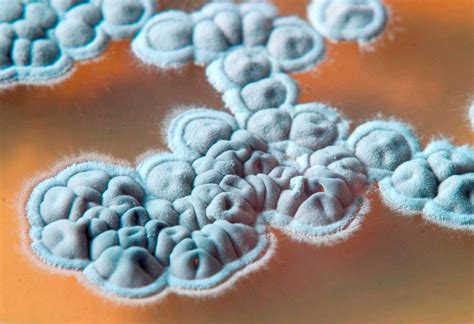 Streptomyces Sp Foto And Bild Pflanzen Pilze And Flechten Pilze