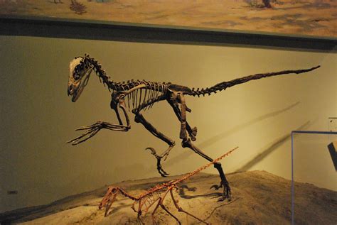 Procompsognathus Skeleton