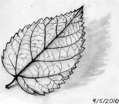 Christine Lumans Leaf Sketch