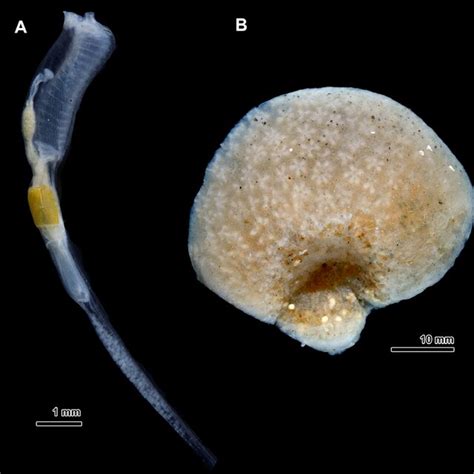 Synoicum Jordani Specimen From The Bering Sea With Slender Zooids A