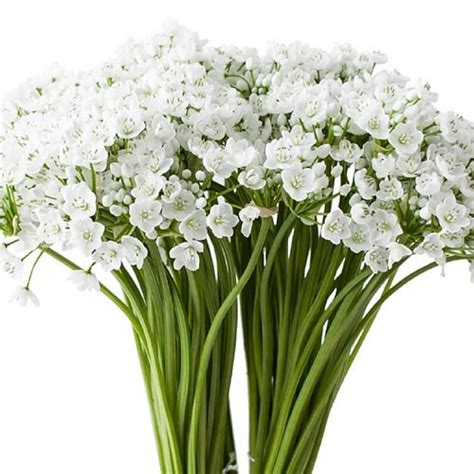 Allium Neapolitanum Spray White 45cm Wholesale Dutch Flowers