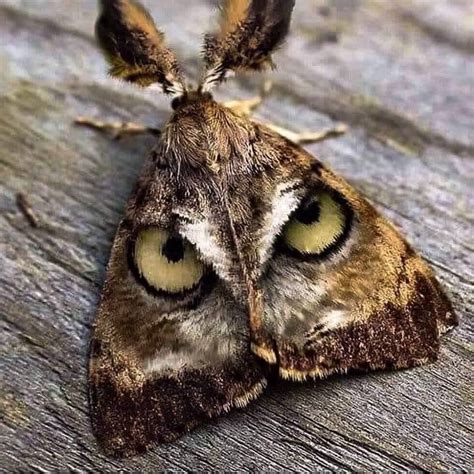 The Owl Moth Beautiful Butterflies Unusual Animals Animals Beautiful