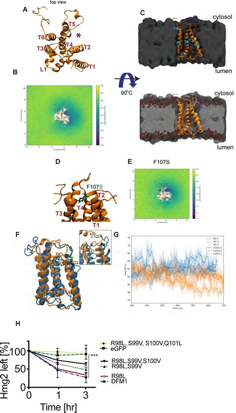 Mutagenized Dfm1 Promega Bioz