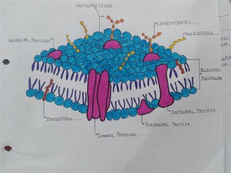 Cell Membrane Cell Membrane Biology Notes Membrane Structure