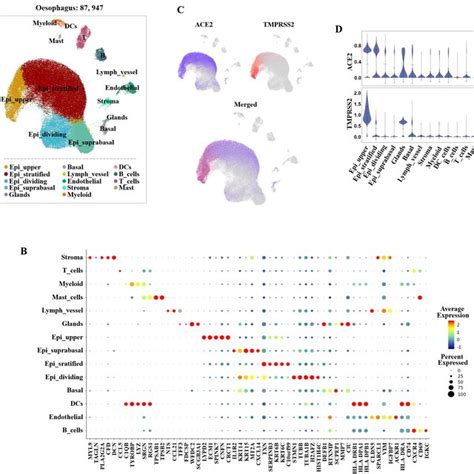 Single Cell Analysis Of Colonic Epithelial Cells A Uniform Manifold