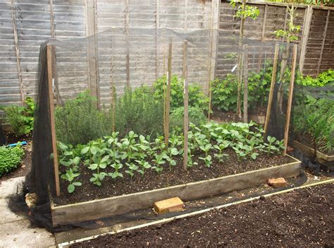 Marks Veg Plot Broad Beans