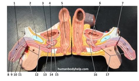 A P II Lab The Reproductive System Part Structures Flashcards Quizlet