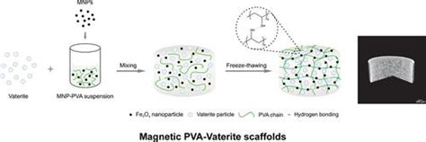水凝胶复合磁性支架：迈向无细胞原位骨组织工程 Acs Applied Bio Materials X Mol