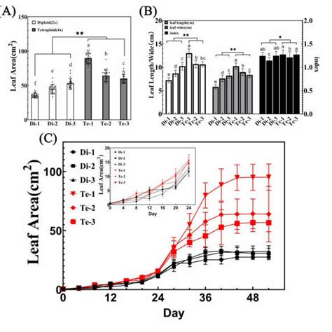 Analysis Of Leaf Palisade Cells And Lower Epidermal Cells A Analysis