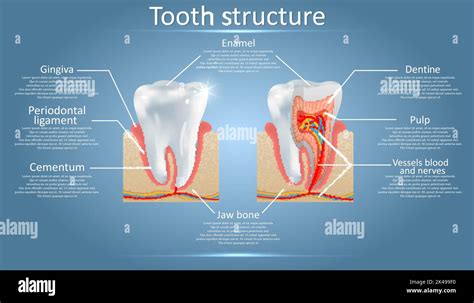 Human Tooth Structure Vector Diagram Cross Section Scheme Representing Tooth Layers Enamel